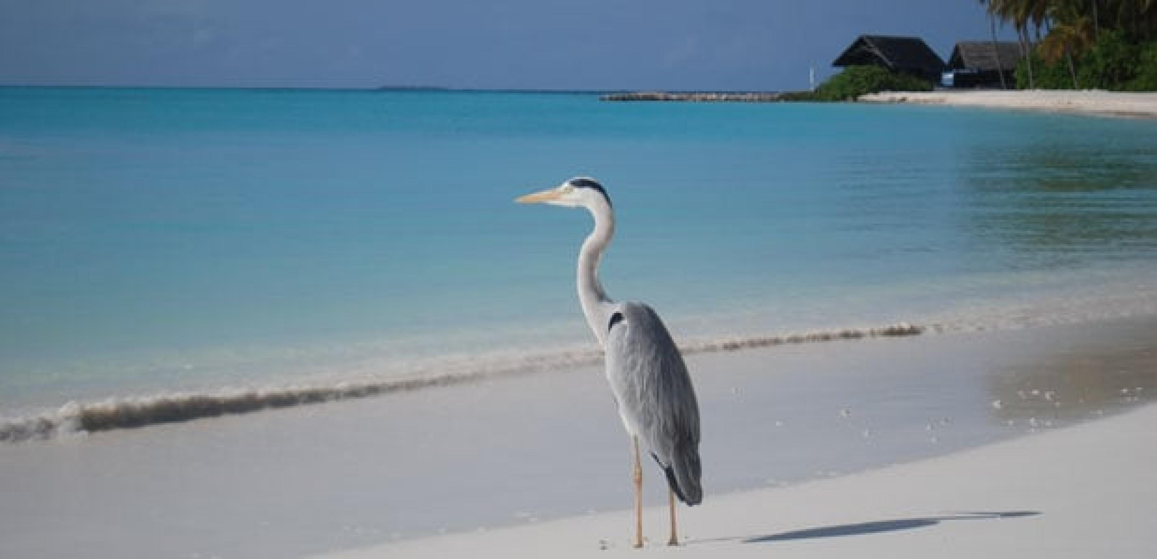 Things to Do In Maldives