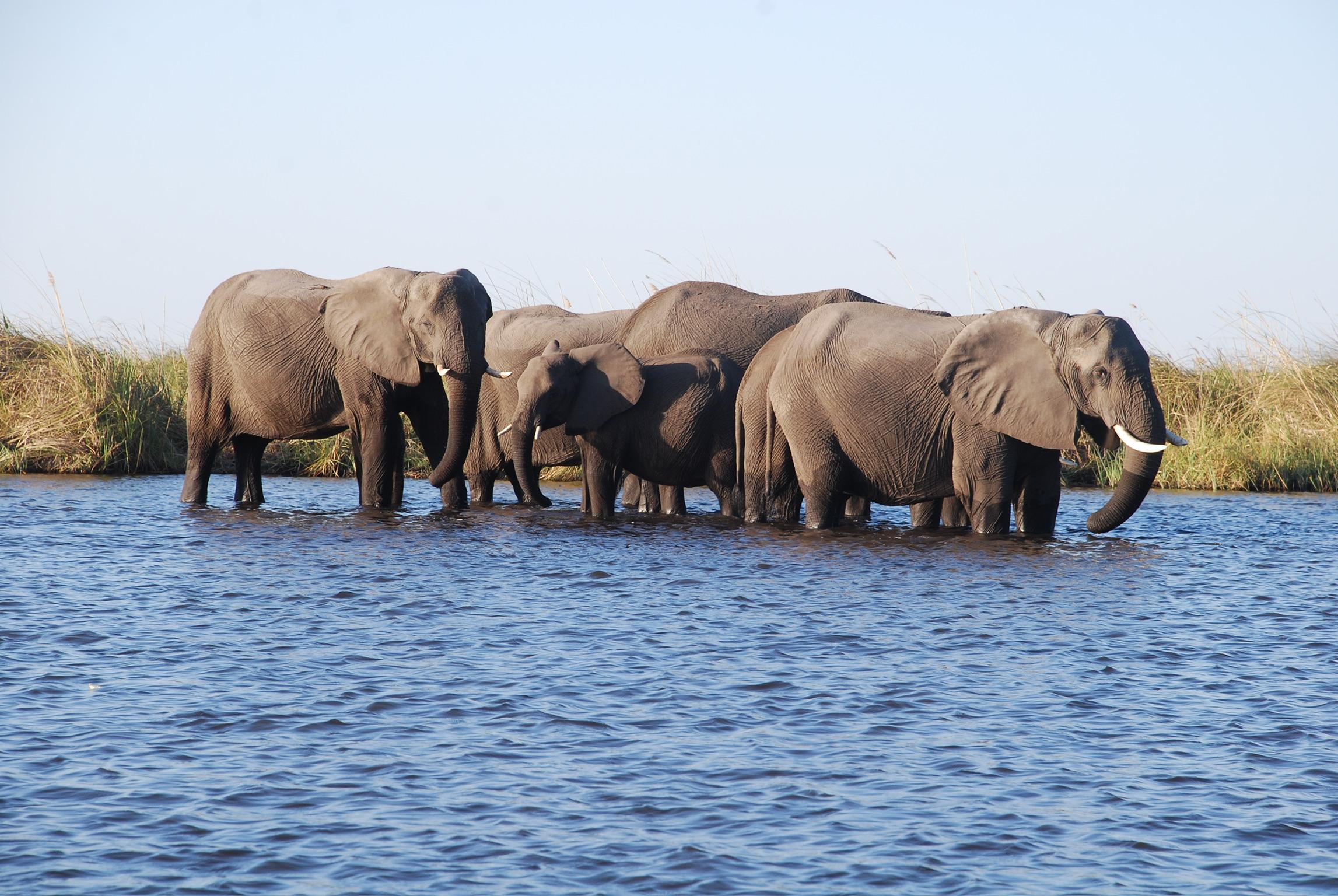 Discover Botswana with Melissa Biggs Bradley and Ralph Bousfield