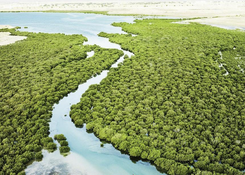 Al Dhakira Mangroves