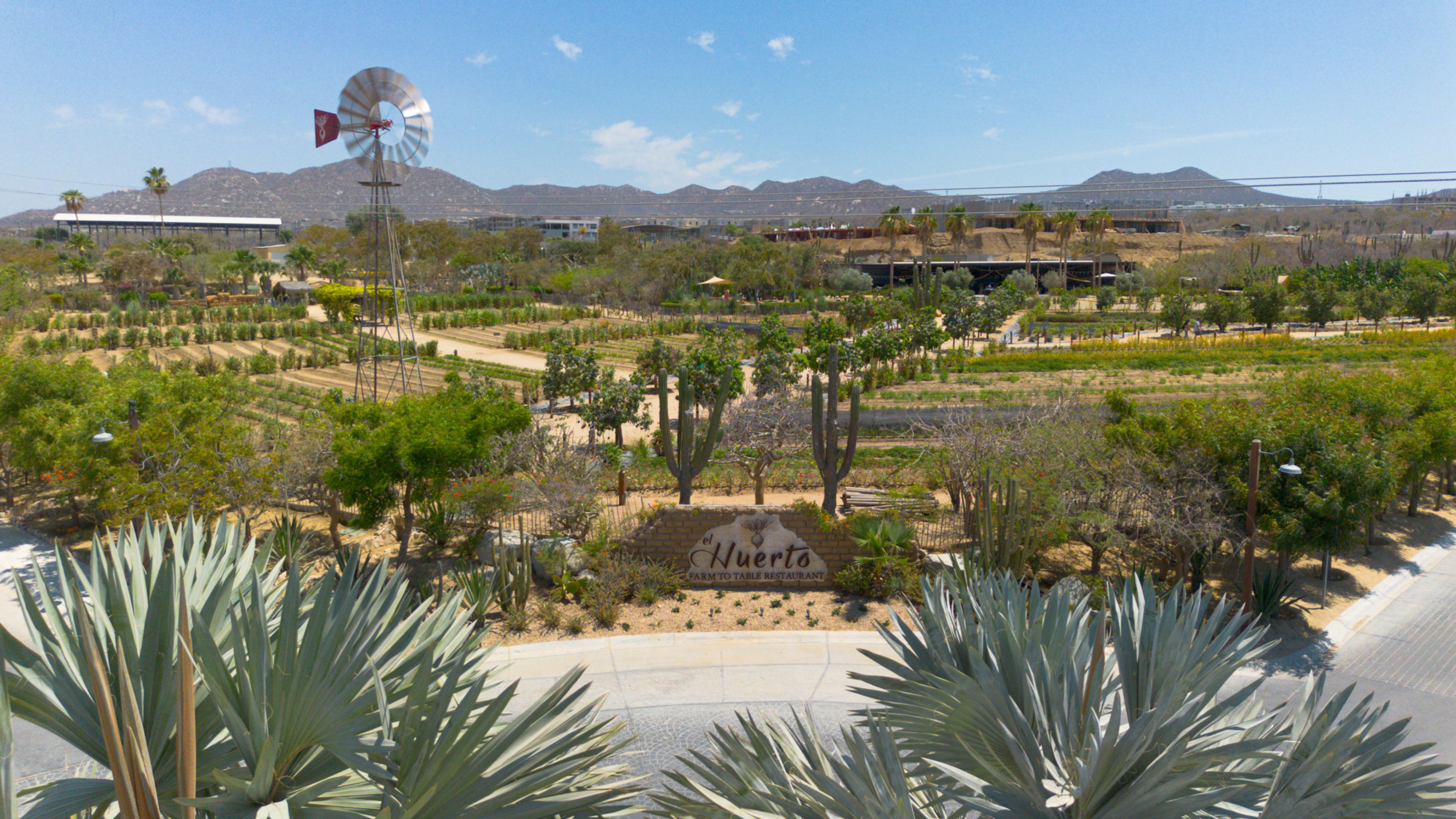 Best Los Cabos Restaurants | Curated Dining by Indagare