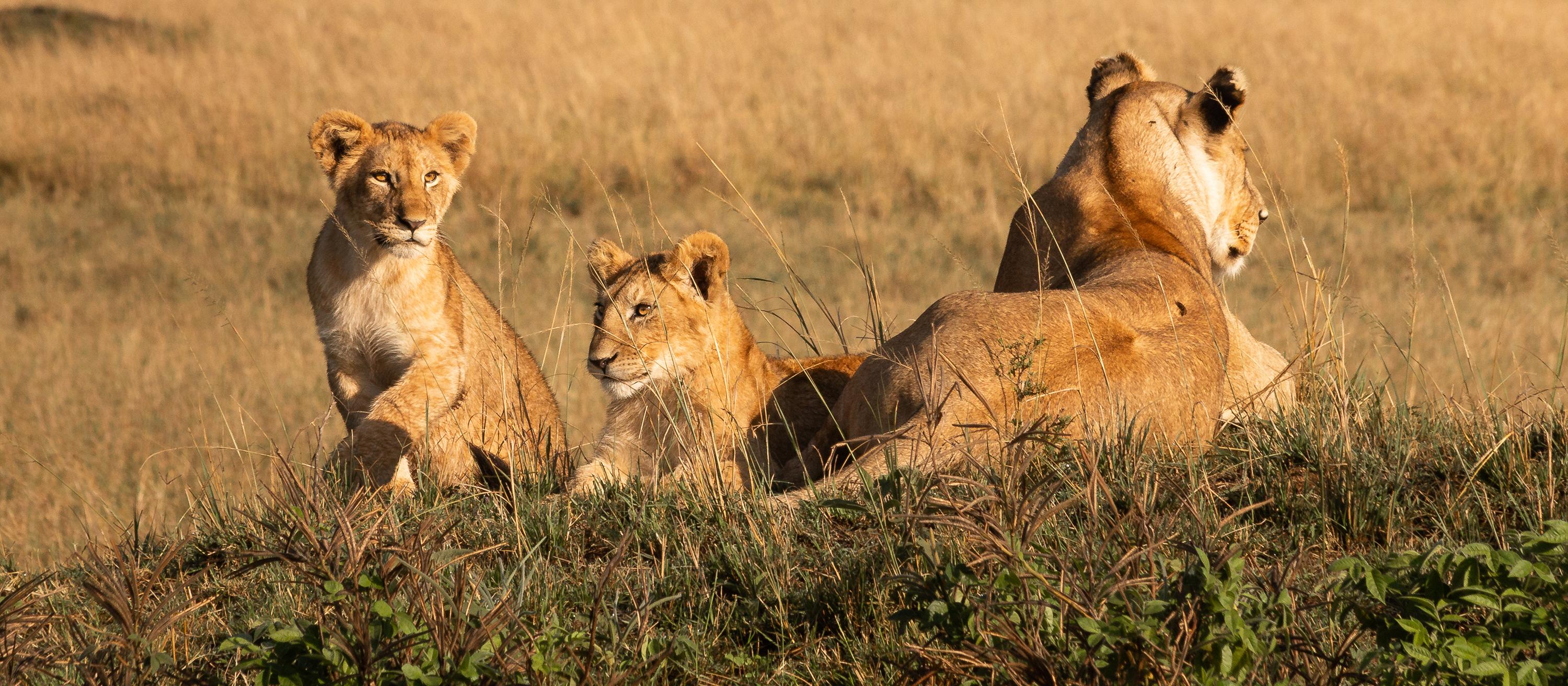 Best Kenya Safaris Hotels | Luxury Stays Curated by Indagare