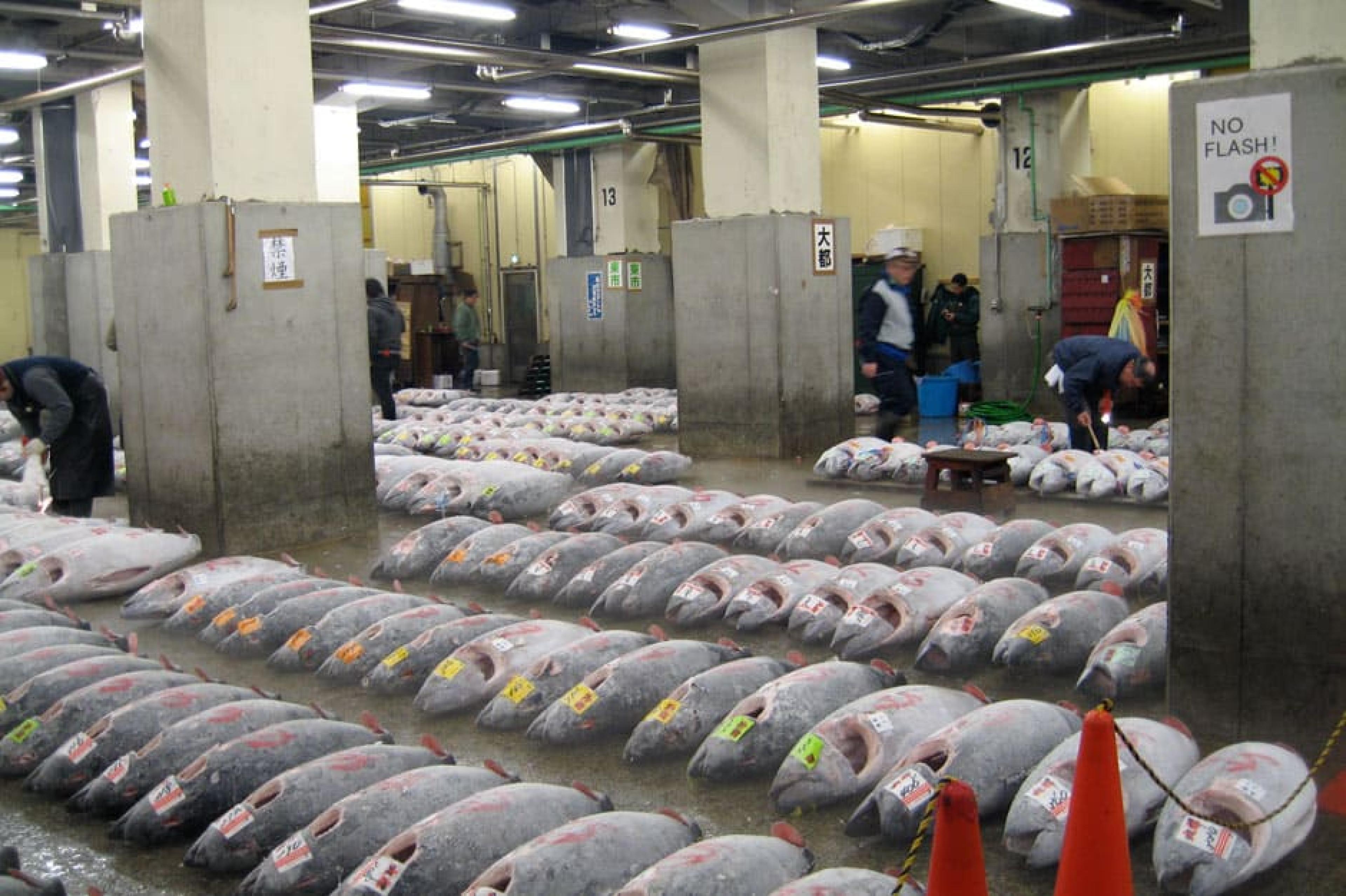 Toyosu Fish Market