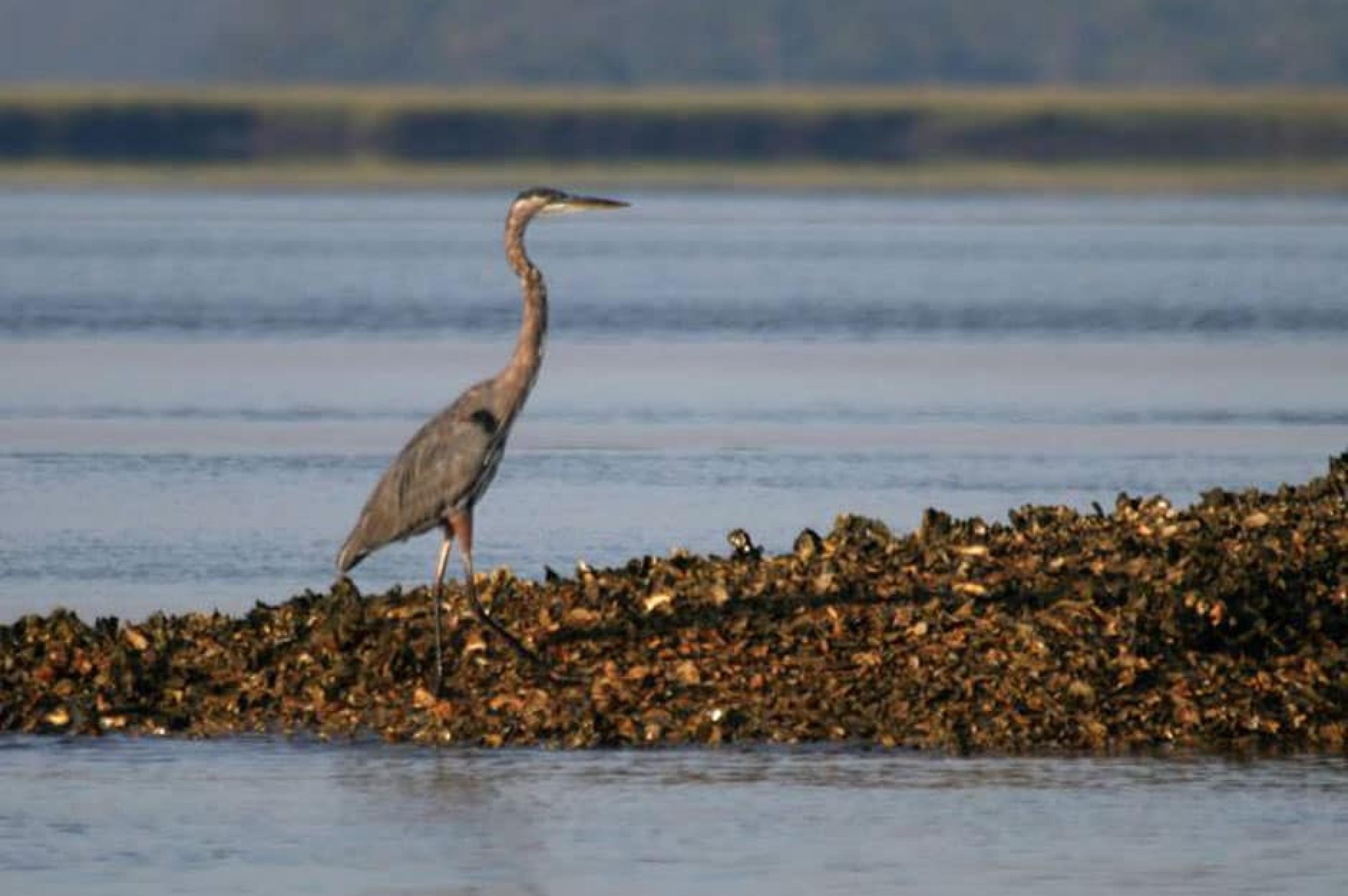 Things to Do In Savannah | Top Attractions Curated by Indagare