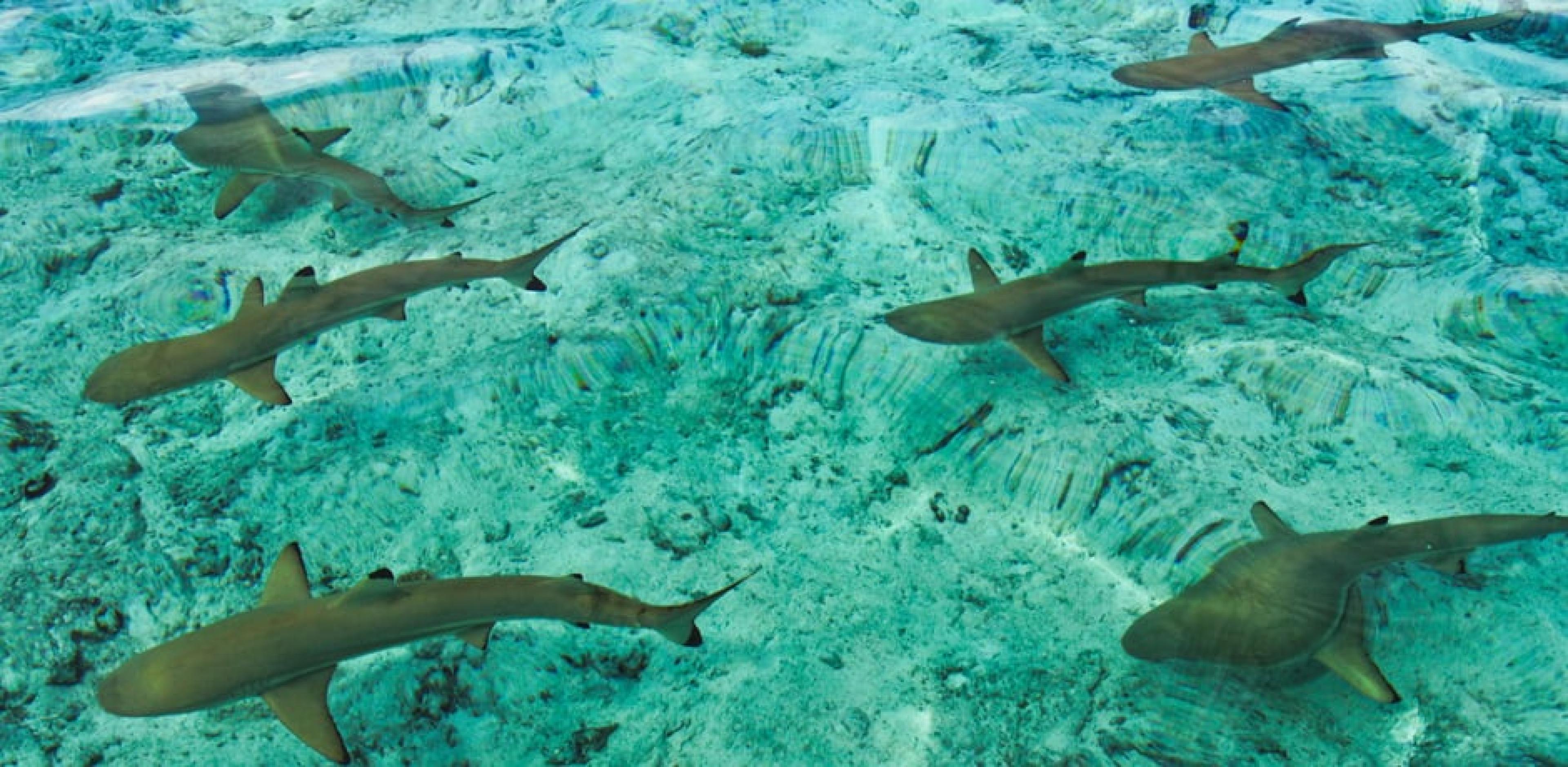 Things to Do In French Polynesia | Top Attractions Curated by Indagare
