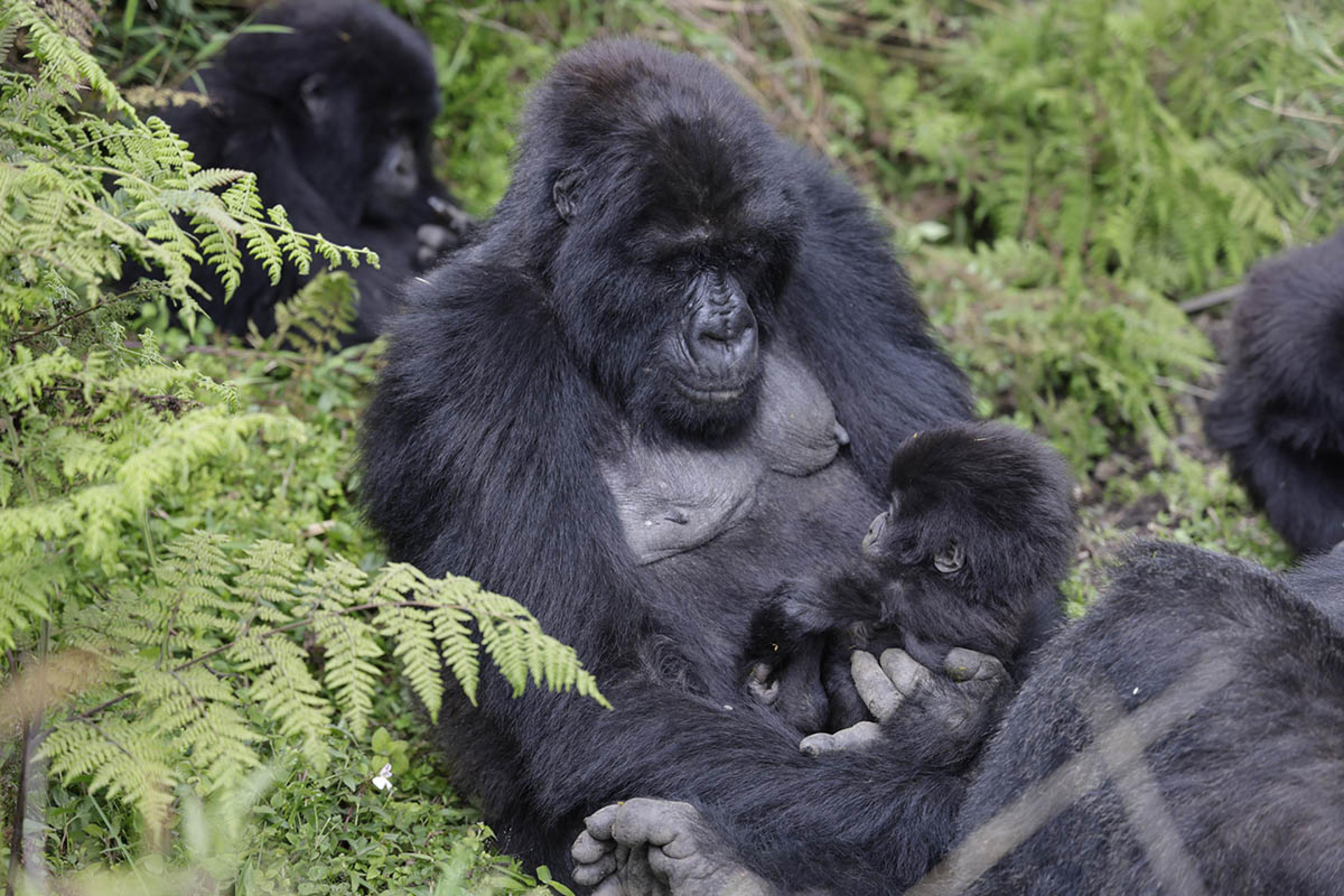 Things to Do In Rwanda