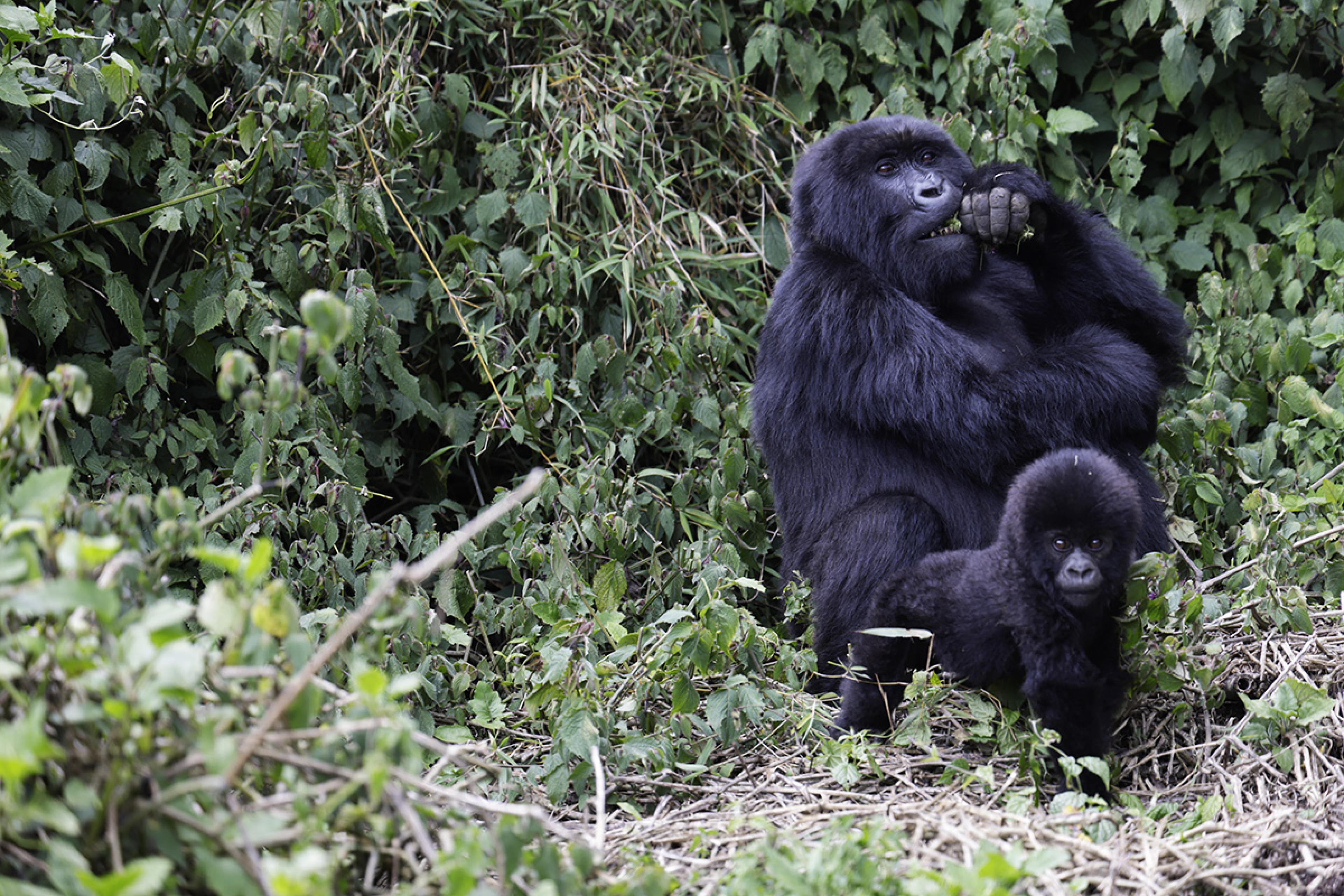 Things to Do In Rwanda