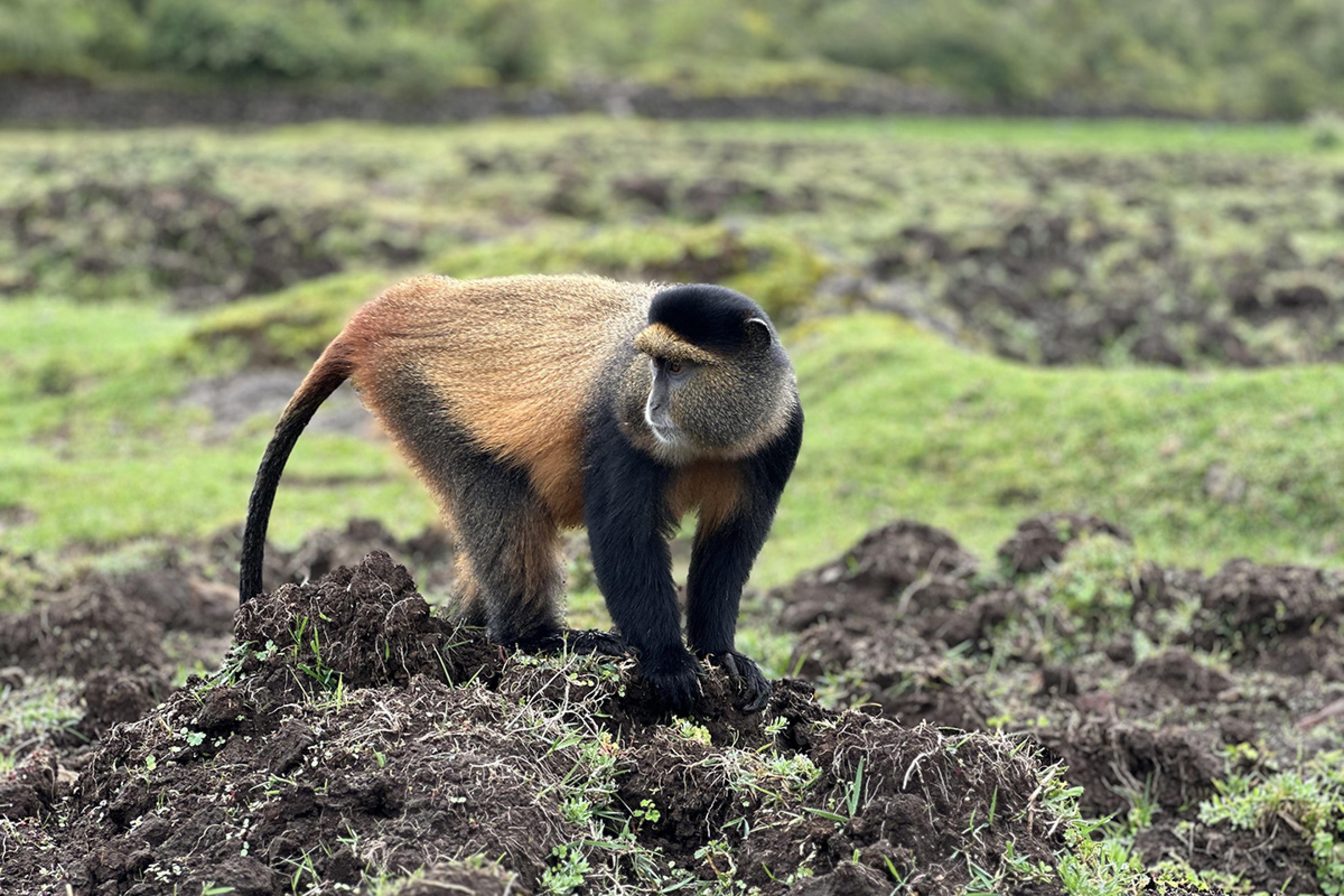 Things to Do In Rwanda