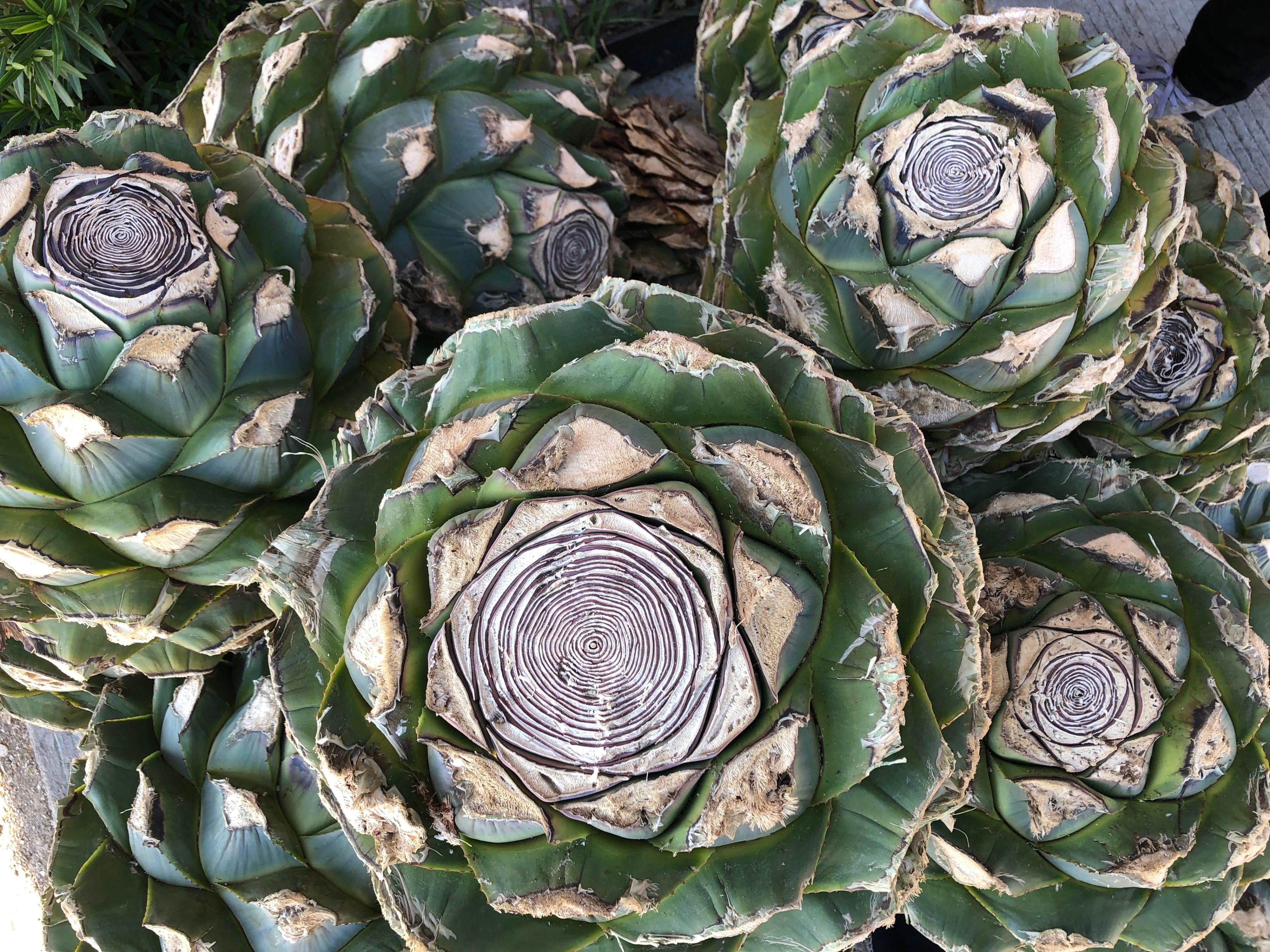 Things to Do In Oaxaca