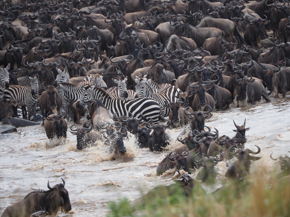 What You Need To Know: The Great Migration