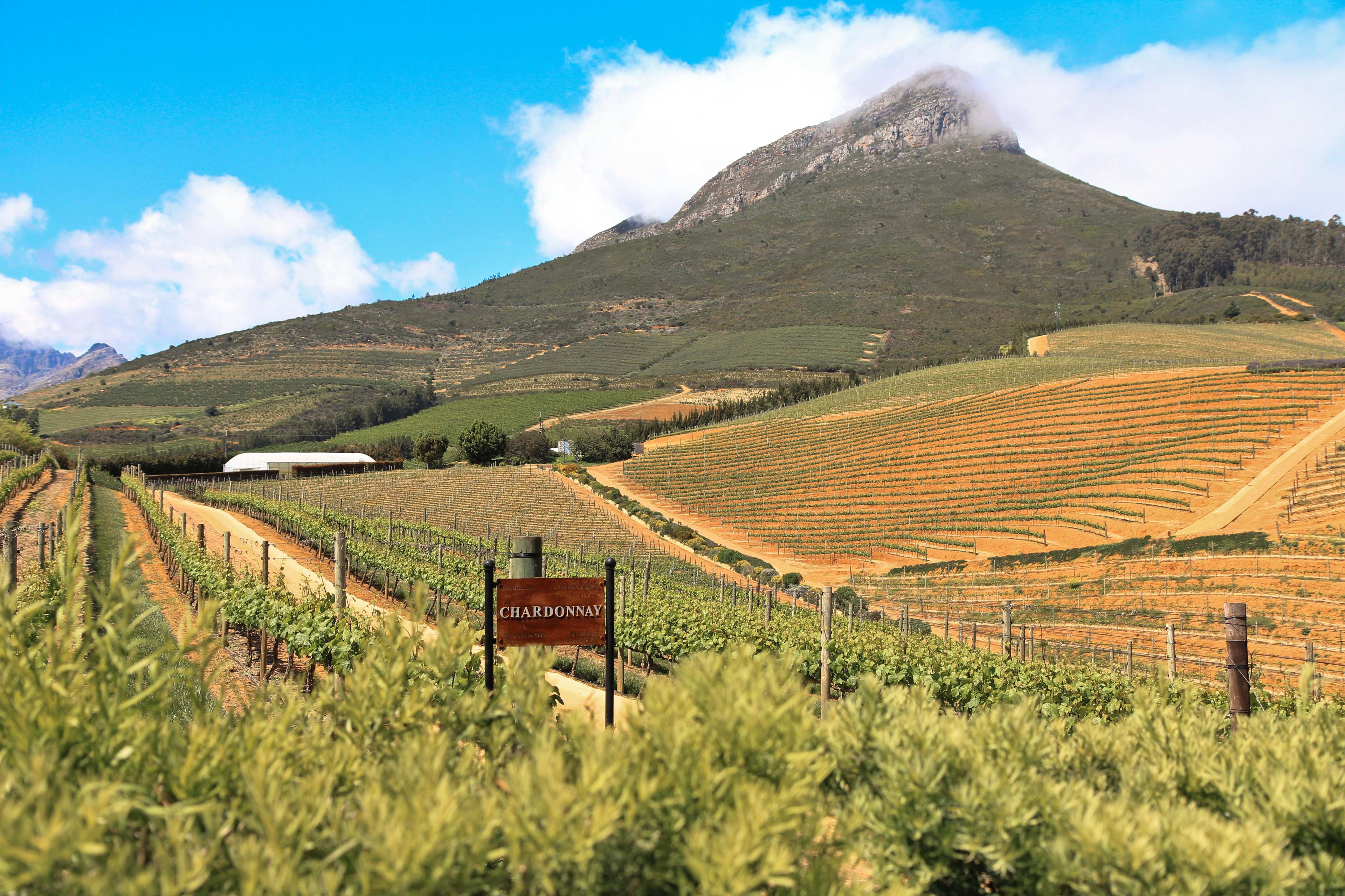 Things to Do In South Africa Winelands | Top Attractions Curated by ...