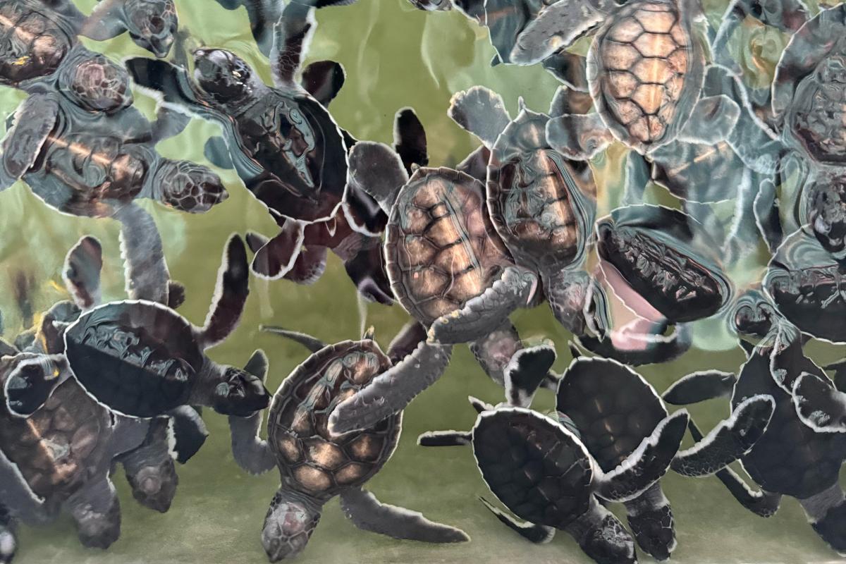 Ahungalla Sea Turtles Conservation Project