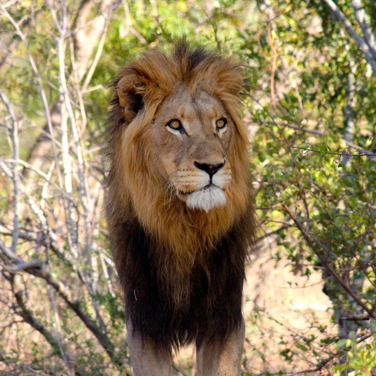 Travel with Indagare Safari