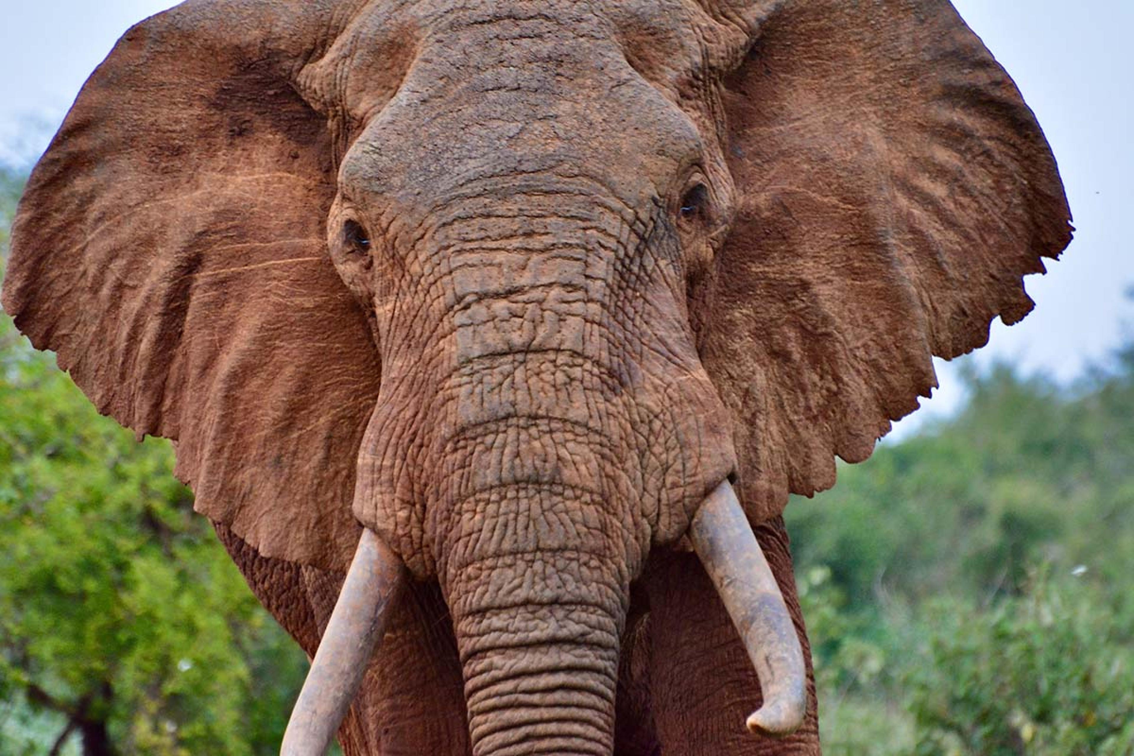 Kenya Inspiration: Best Places to Stay, Eat and Explore