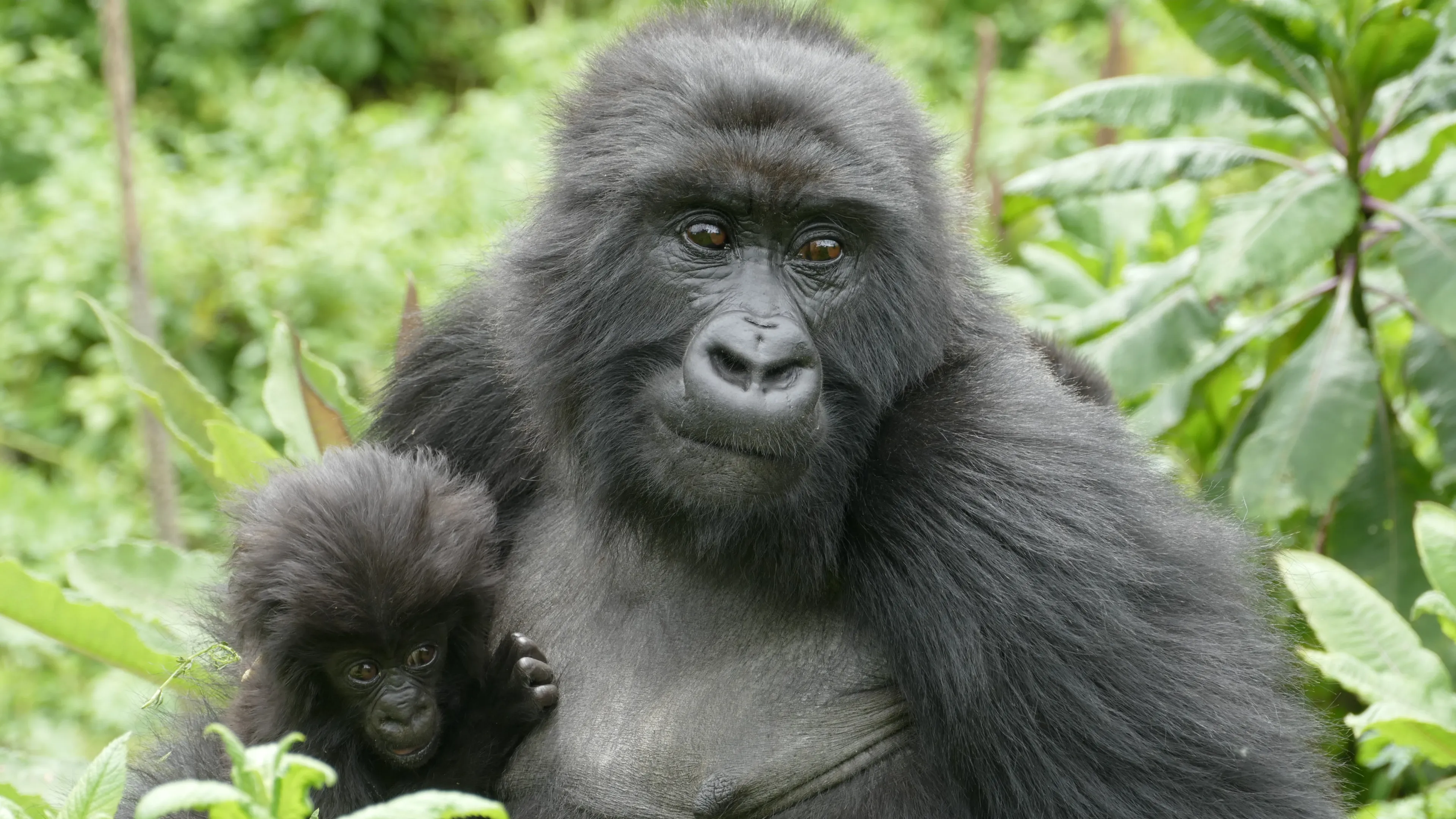 Travel to Rwanda: Behind the Scenes with the Dian Fossey Gorilla Fund