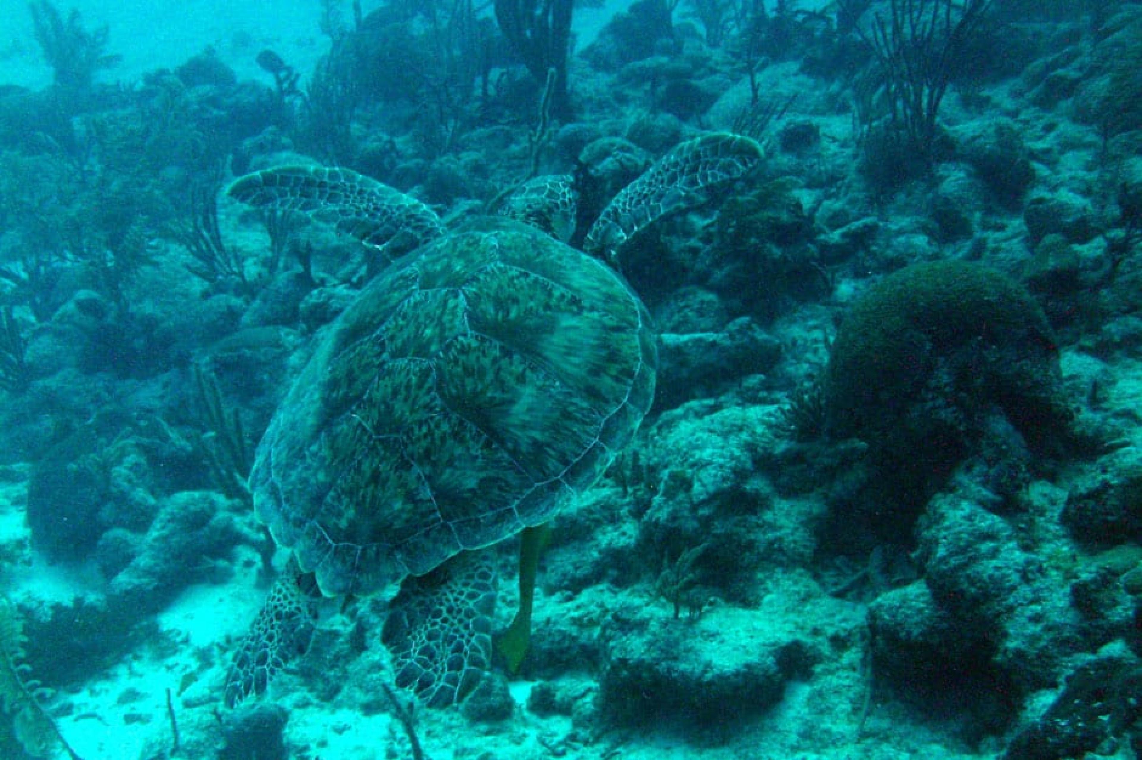 Things to Do In Tulum