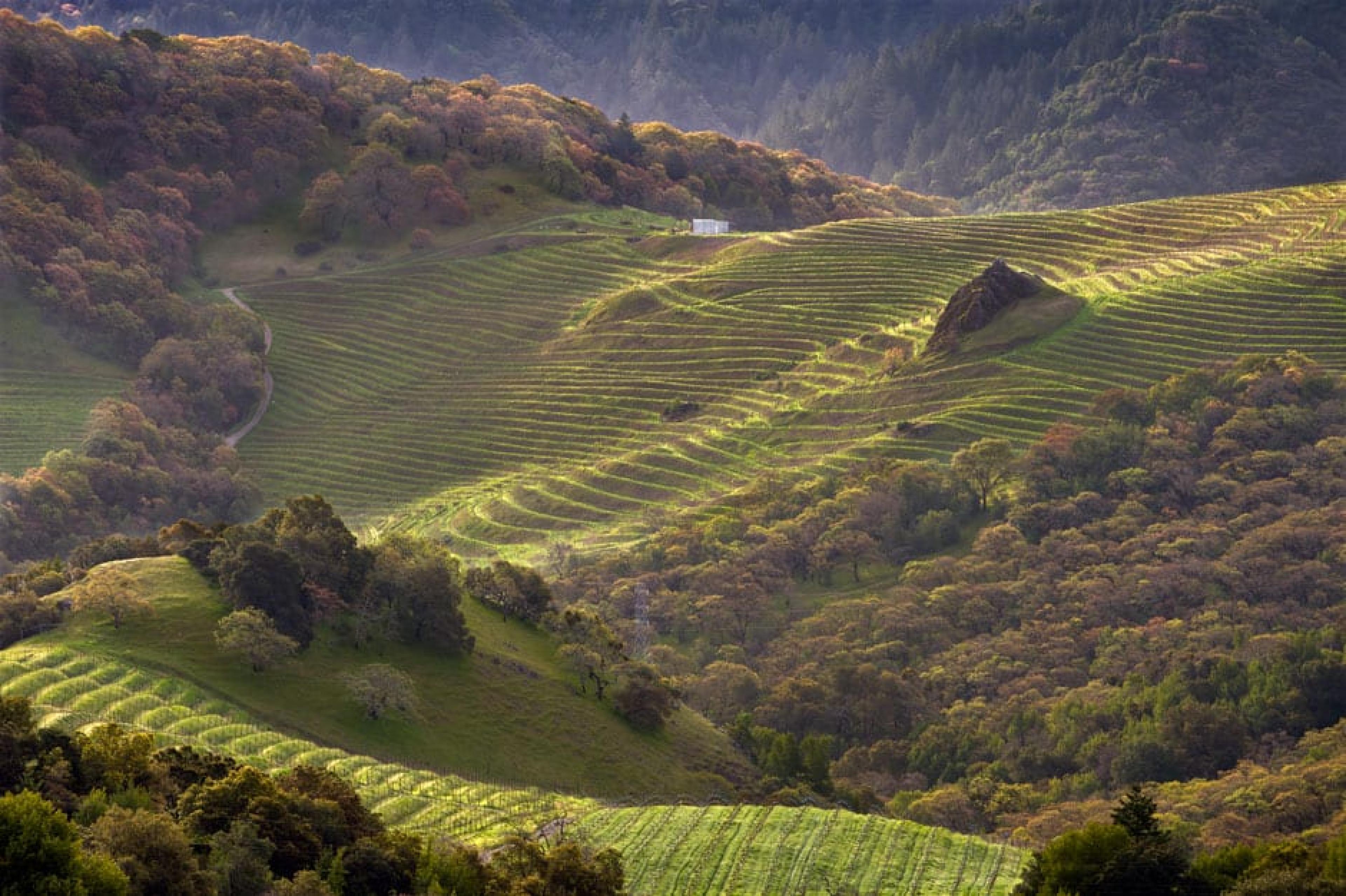 Things to Do In Napa Valley | Top Attractions Curated by Indagare